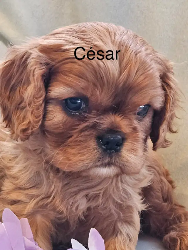 Cavalier King Charles mâle enregistré | Dogs & Puppies for Rehoming ...