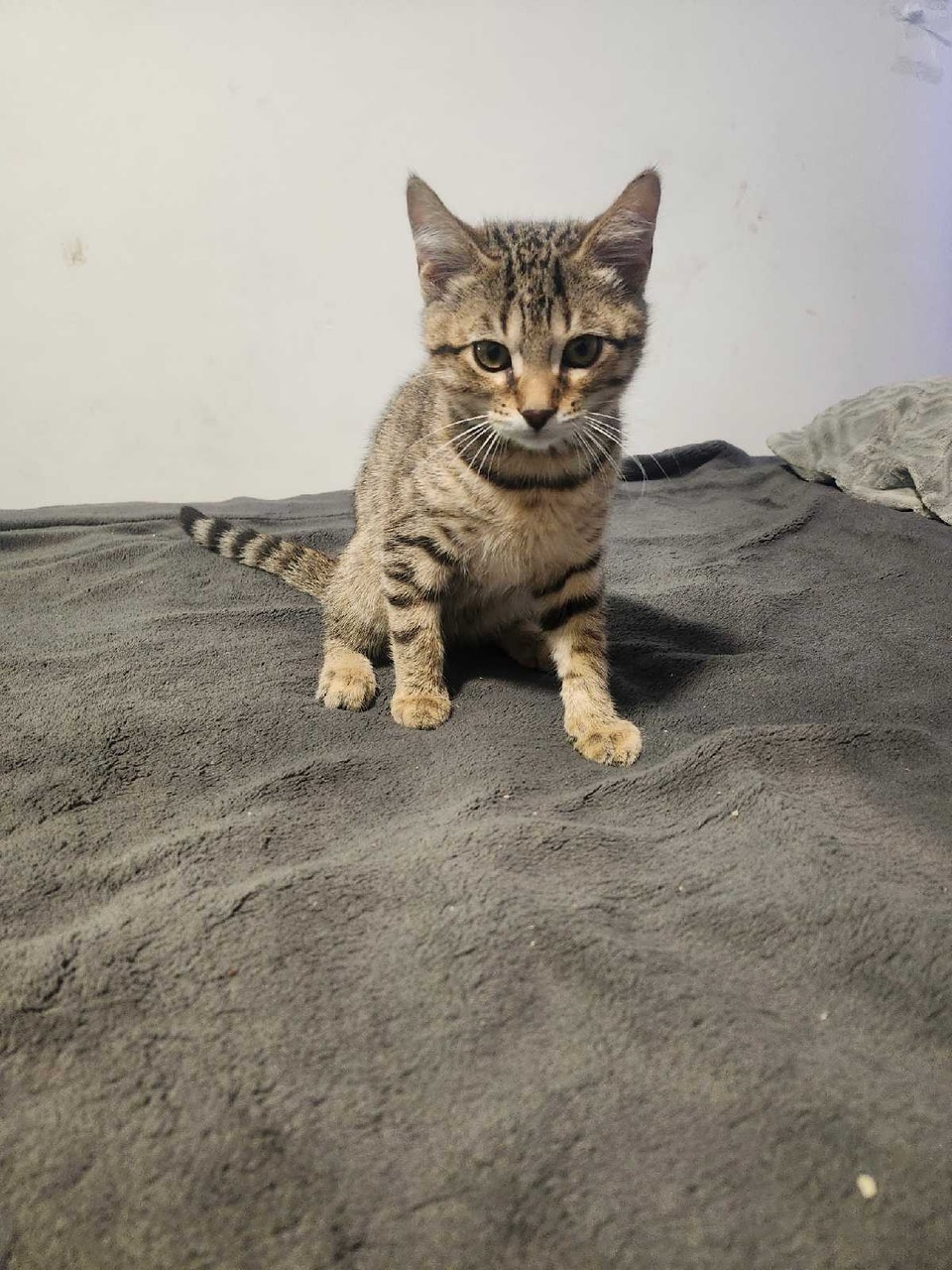 Chaton male moitié bengal 3 mois | Cats & Kittens for Rehoming | Granby ...