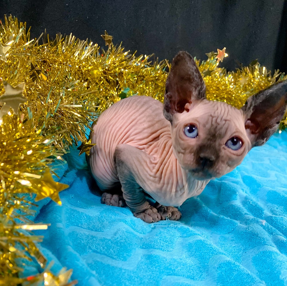 *Last One* Sphynx Kitten | Cats & Kittens for Rehoming | Vancouver ...