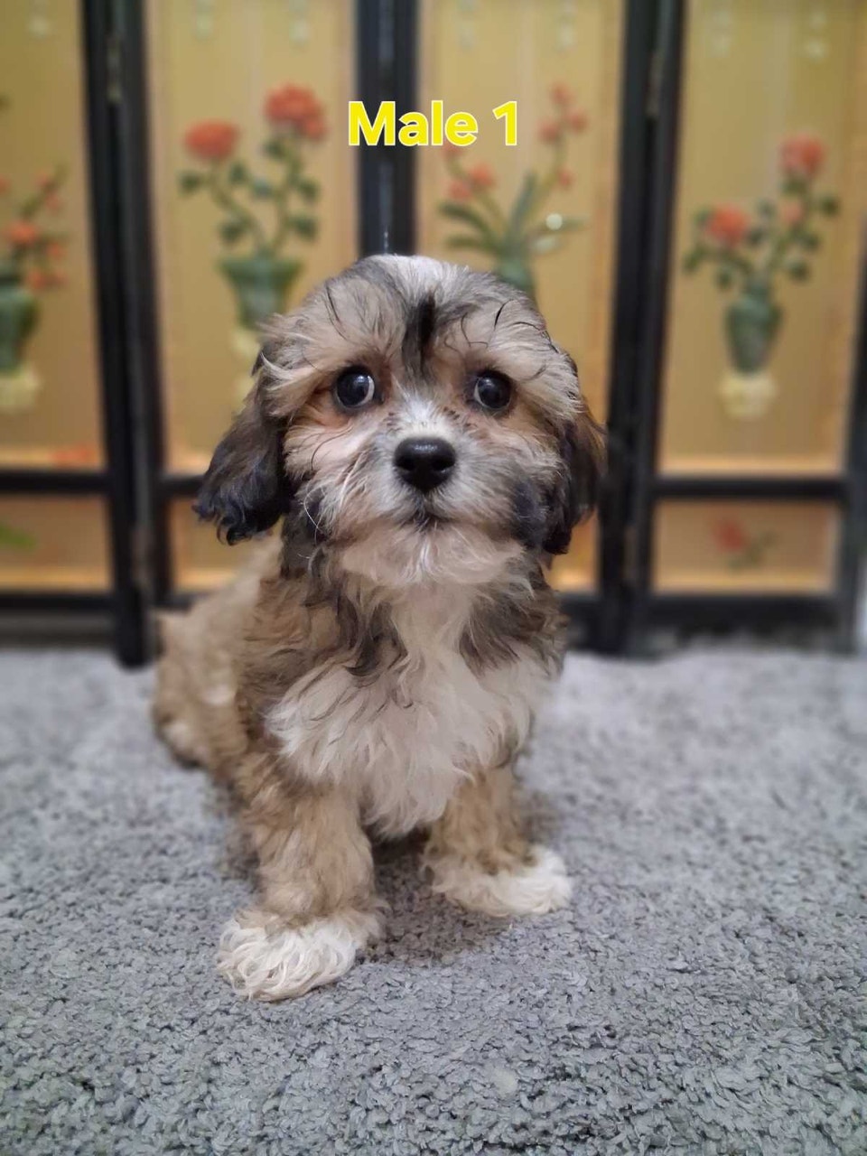 Shihpoo Puppies | Dogs & Puppies for Rehoming | City of Toronto | Free ...
