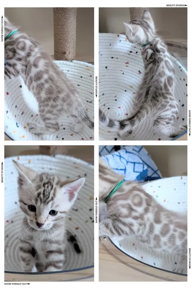 Available TICA Snow Bengal Kittens | Cats & Kittens for Rehoming ...