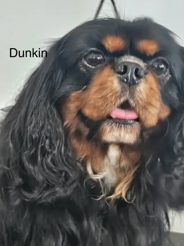 Cavalier King Charles mâle enregistré | Dogs & Puppies for Rehoming ...