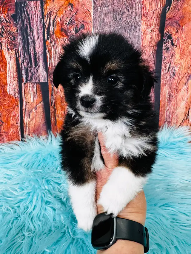 Berger australien toy ,miniature et standard | Dogs & Puppies for ...