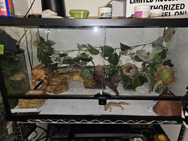Murphy's Patternless Leopard Gecko + Enclosure | Reptiles & Amphibians ...
