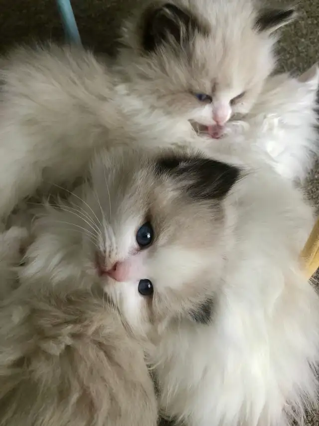 100% PURE RAGDOLL show kittens for sale $1,000 EACH | Cats & Kittens ...