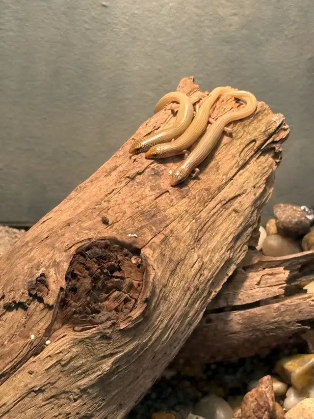 Baby Ocellated skinks (with tank set up) | Reptiles & Amphibians for ...