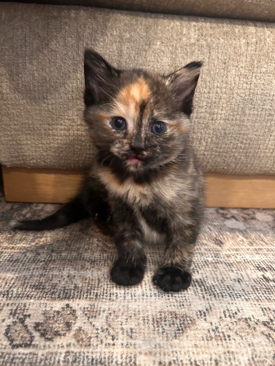 5 Adorable Kittens | Cats & Kittens for Rehoming | Hamilton | Free ...