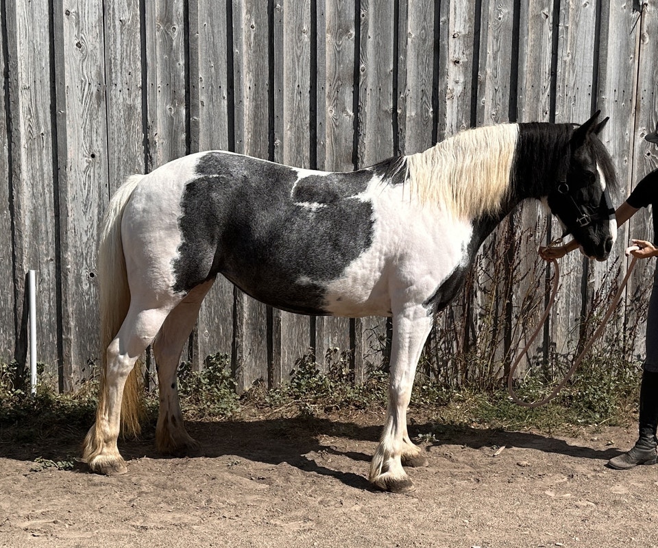 Draft Cross Mare | Horses & Ponies for Rehoming | Kitchener / Waterloo ...