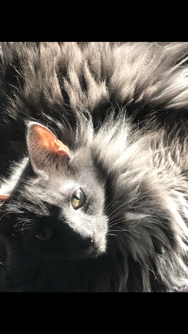 Black rag doll kitten ready for their new home December 20 2025 | Cats ...