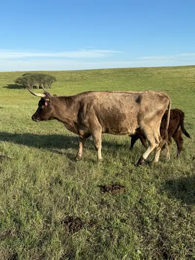 34 ads for highland cows in Livestock in Canada | Kijiji Marketplaces