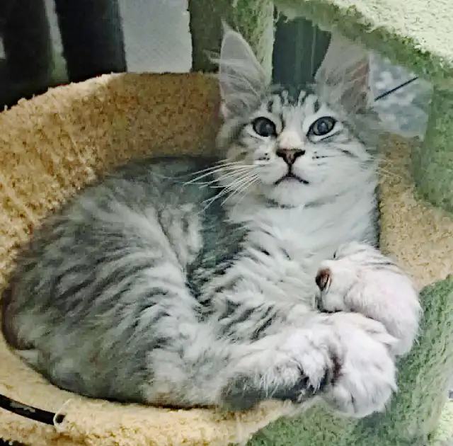 2 CHATONS MAINE COON, RARES POLYDACTILES 6-6-6-6 MALE ET FEMELLE | Cats ...