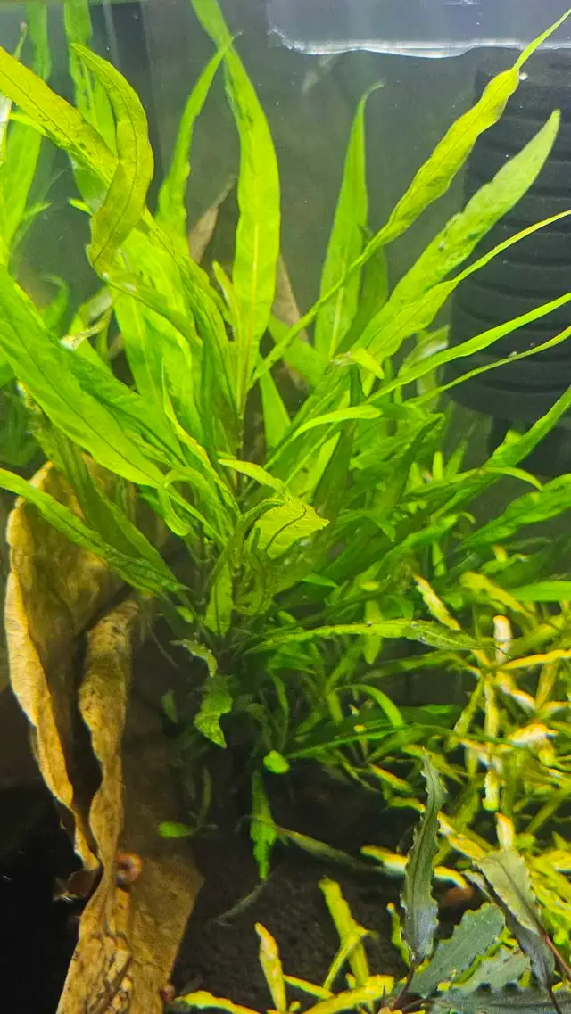 aquarium plant | Fish for Rehoming | Winnipeg | Free local classifieds ...