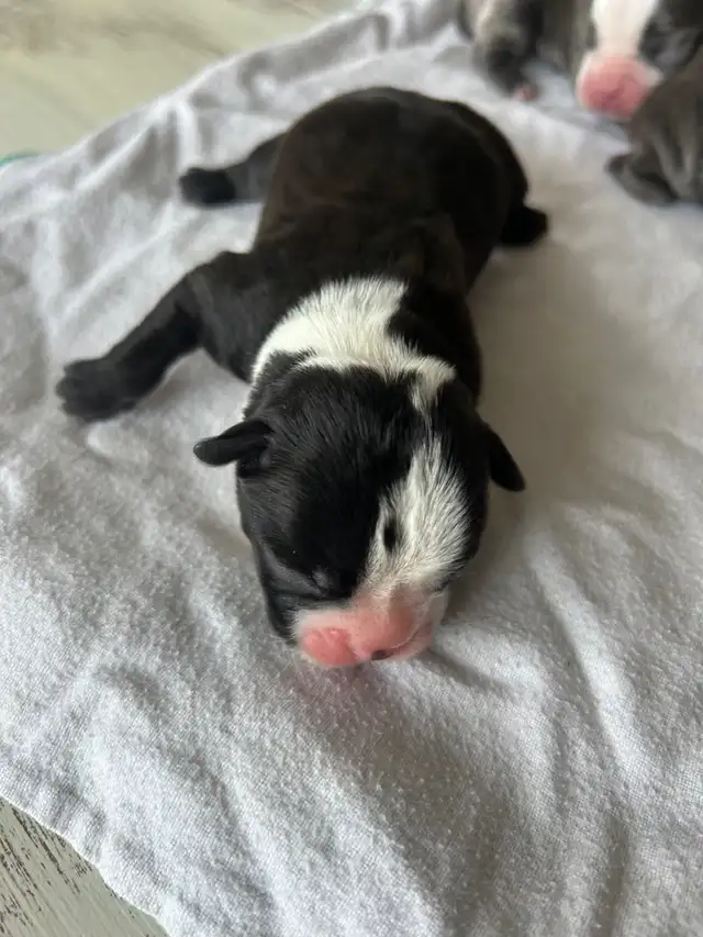 2026 Boston Terrier puppies !!! Only 1 LEFT ! | Dogs & Puppies for ...