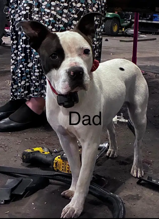 American bulldog Australian lab | Dogs & Puppies for Rehoming ...