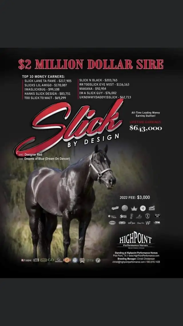 Slick By Design Blue Roan Gelding | Horses & Ponies for Rehoming | St ...