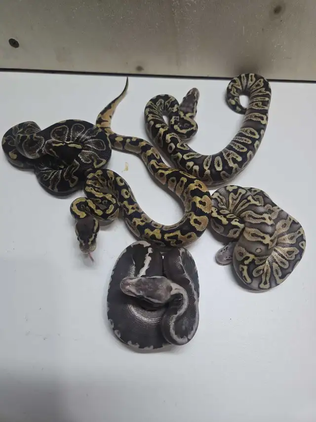 BALL PYTHON COLLECTION MUST GO | Reptiles & Amphibians for Rehoming ...