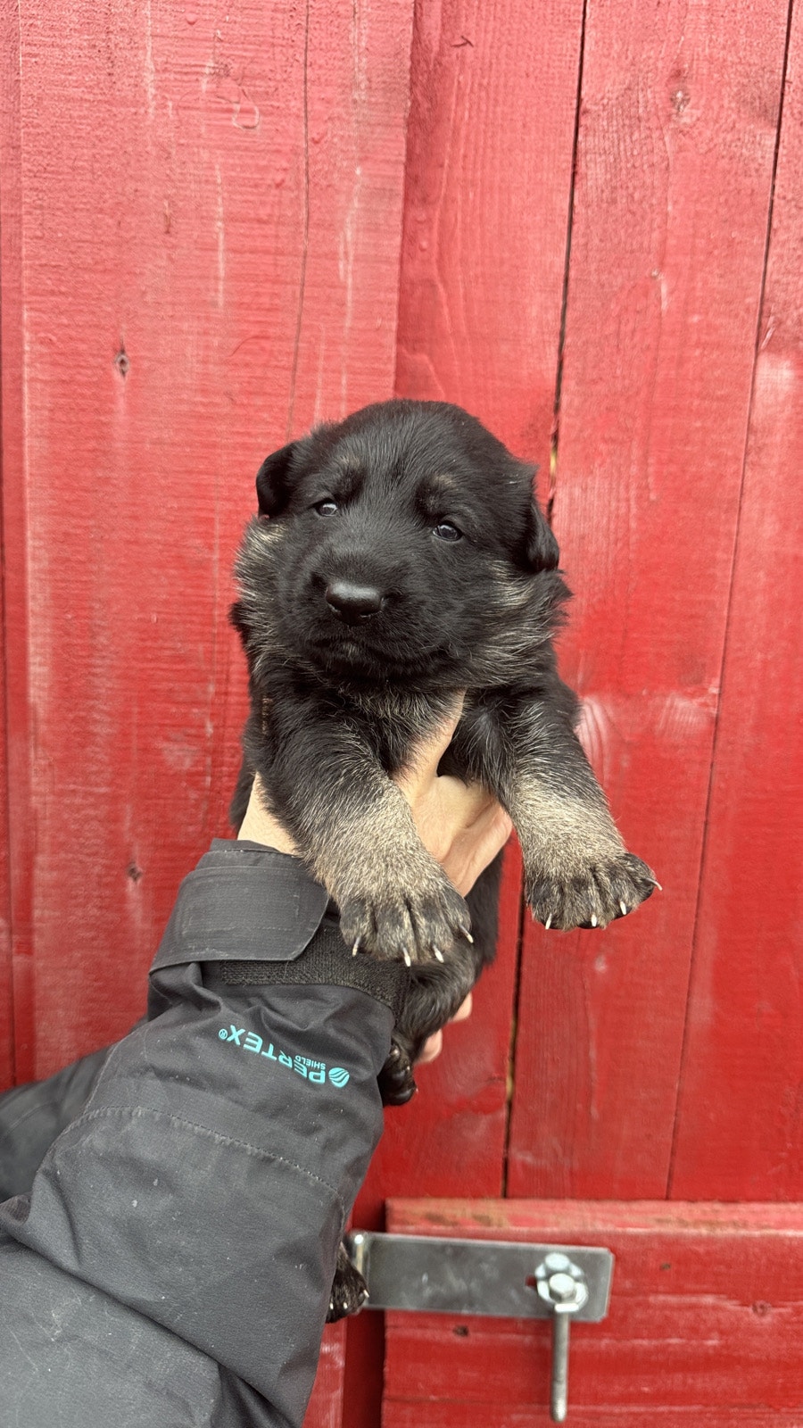 Berger Allemand | Dogs & Puppies for Rehoming | Sherbrooke | Free local ...