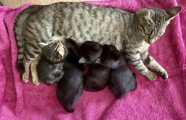 Mewtwo - Pokemon kitten needs a home.Will be neutered, vax, chip | Cats ...