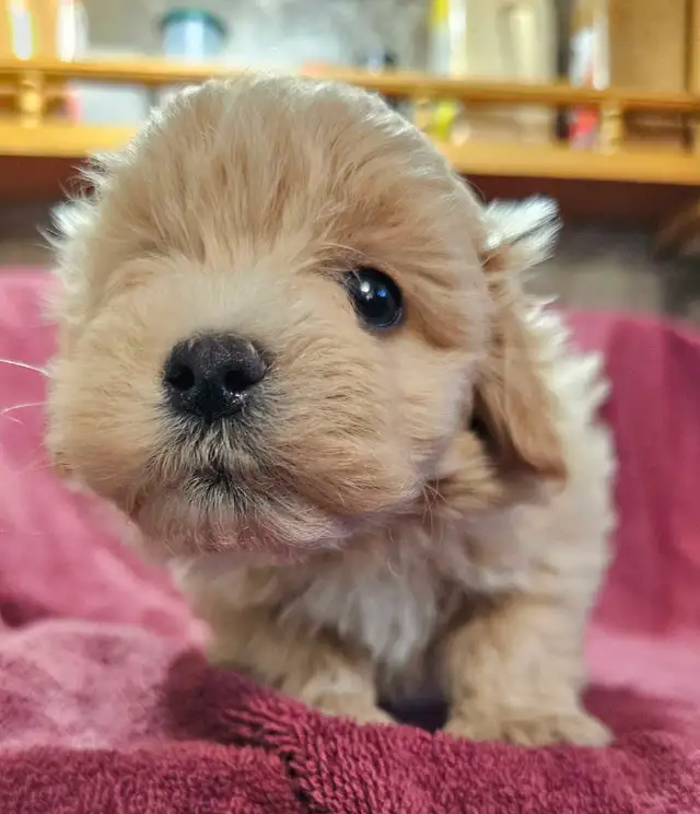 Malti Poo Puppy Female | Dogs & Puppies for Rehoming | Edmonton | Free ...