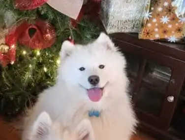 Chiot Samoyède ** Mâle ** Samoyed Puppy ** Prêt à Partir! | Dogs ...