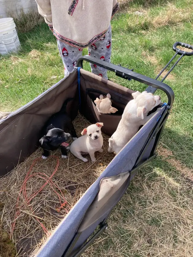 Family friendly Chihuahua puppies | Dogs & Puppies for Rehoming ...