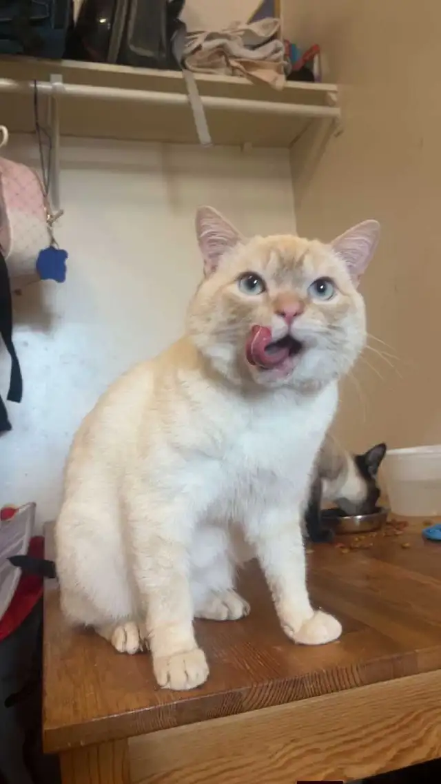 NEED A HOME ASAP | Cats & Kittens for Rehoming | City of Toronto | Free ...