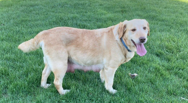 Lab / Retriever Puppies | Dogs & Puppies for Rehoming | Kitchener ...