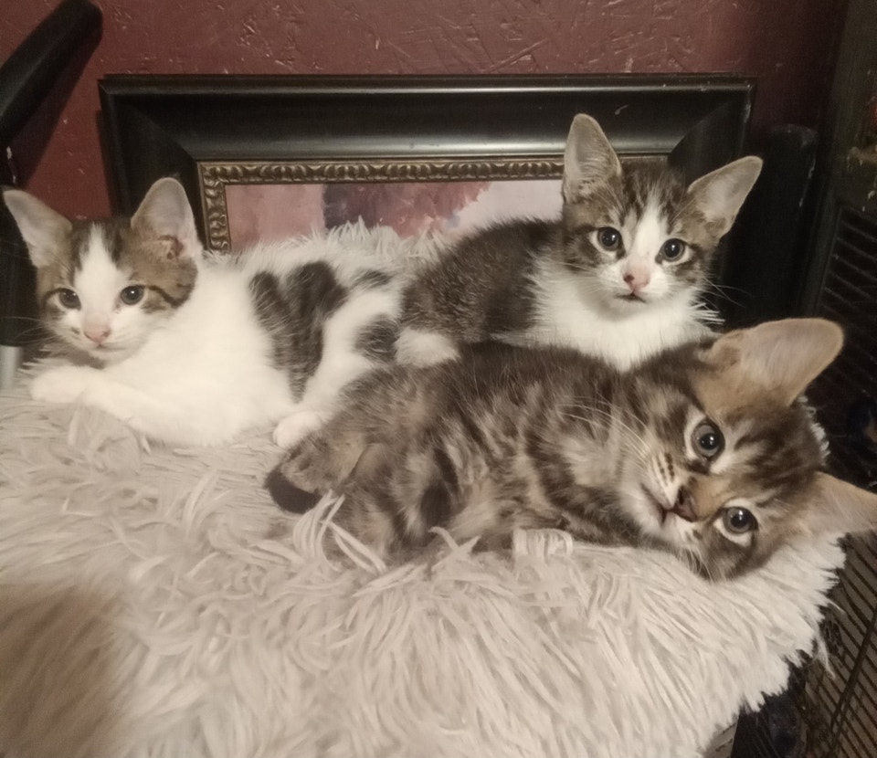 Kittens (tailed manx) | Cats & Kittens for Rehoming | Kamloops | Free ...