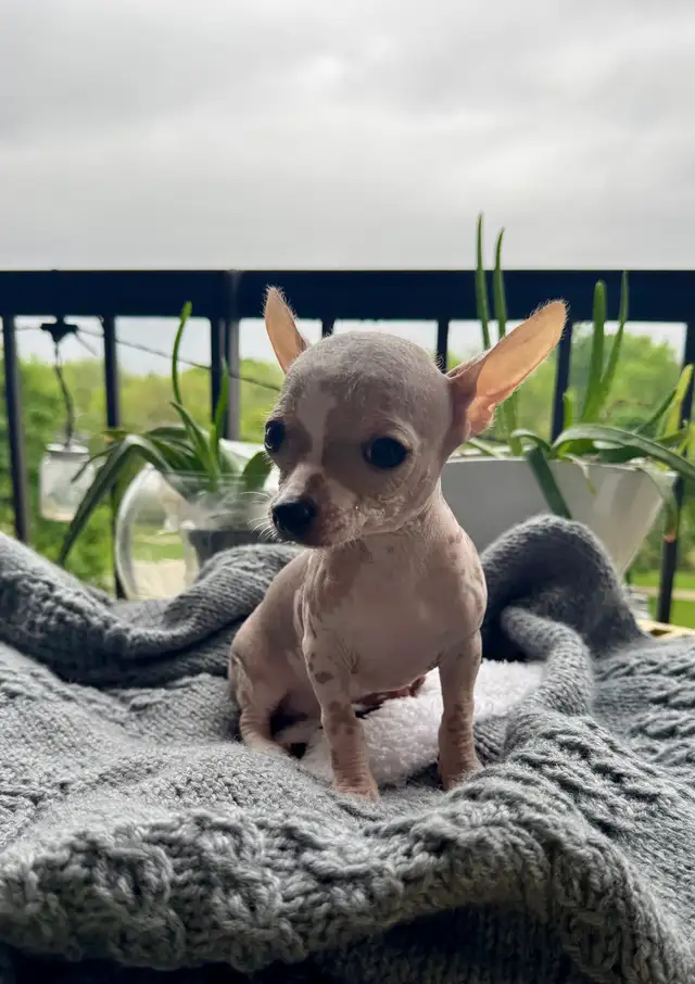 Chihuahuas- Chinese crested small breed | Dogs & Puppies for Rehoming ...