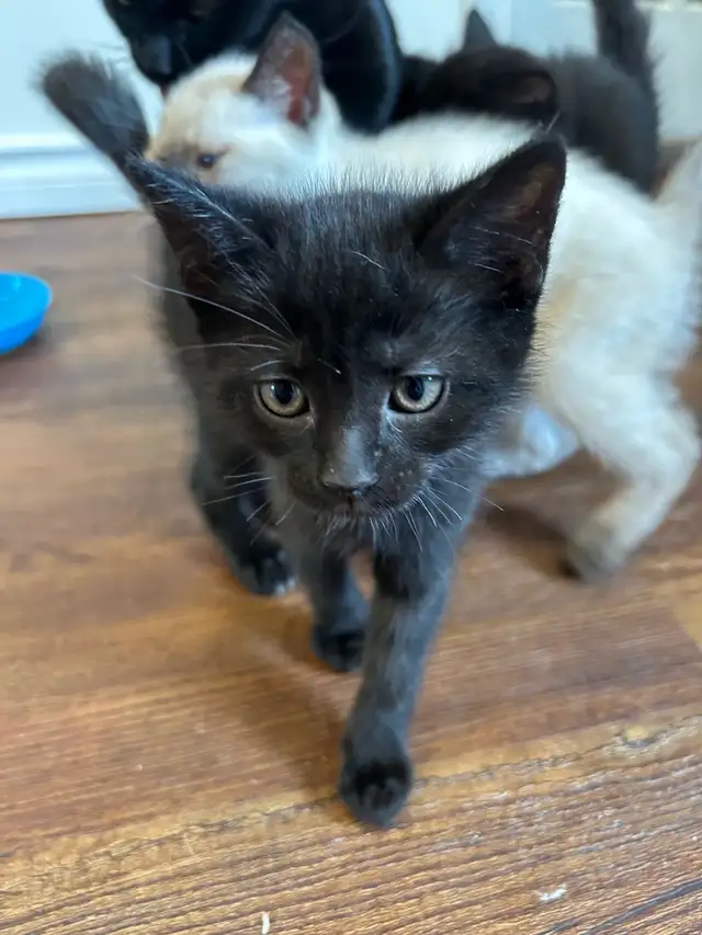 Female Black Kitten | Cats & Kittens for Rehoming | Timmins | Free ...