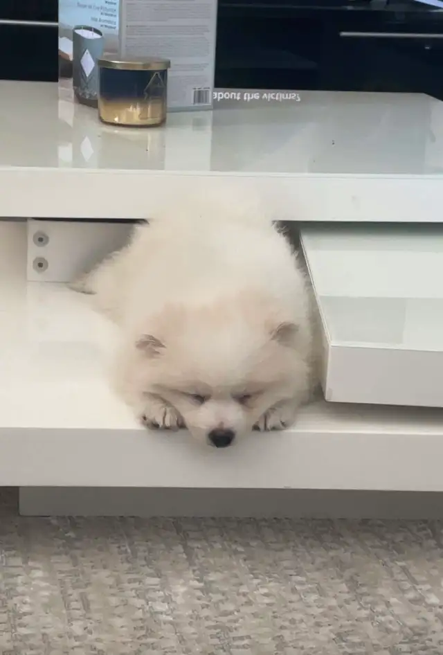 American Eskimo puppy | Dogs & Puppies for Rehoming | Edmonton | Free ...
