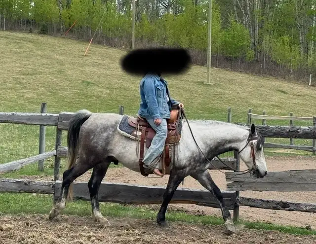 Keeping! - 7 yrs old Dapple Grey Quarter Horse Gelding | Horses ...