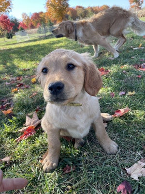 Meet The Littles | Adopt Dogs & Puppies Locally in Ontario | Kijiji ...