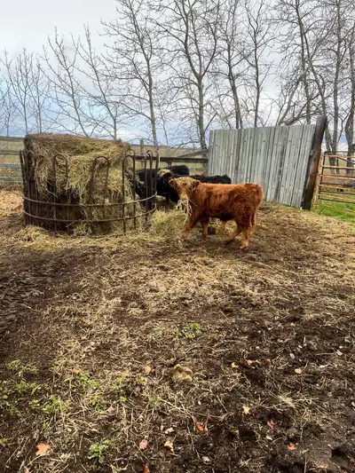 34 ads for highland cows in Livestock in Canada | Kijiji Marketplaces