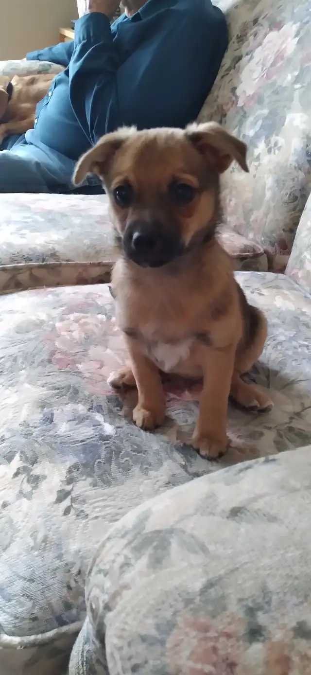 Jack Russell/Chihuahua for sale | Dogs & Puppies for Rehoming | London ...