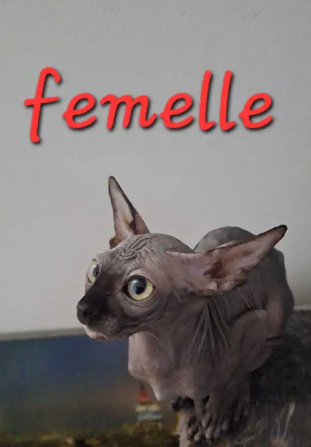sphynx bb | Cats & Kittens for Rehoming | Sherbrooke | Free local ...