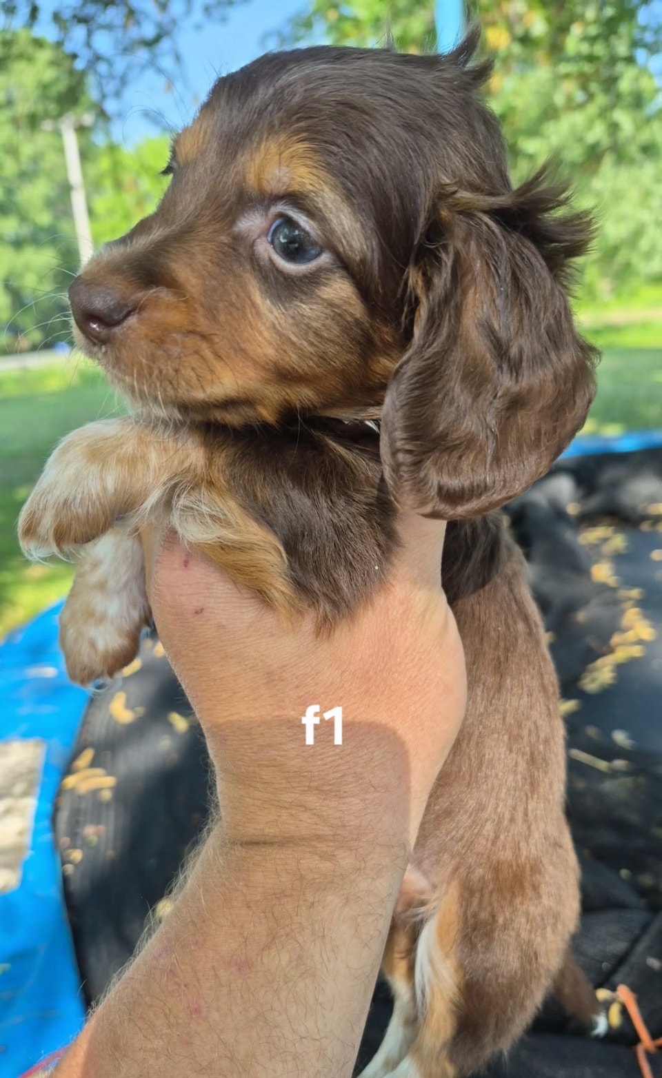 Dorgi× teckel | Dogs & Puppies for Rehoming | City of Montréal | Free ...