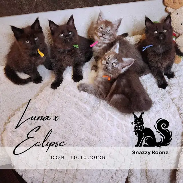 One Left! Maine Coon Kittens, Born Different. Built Legendary. | Cats ...