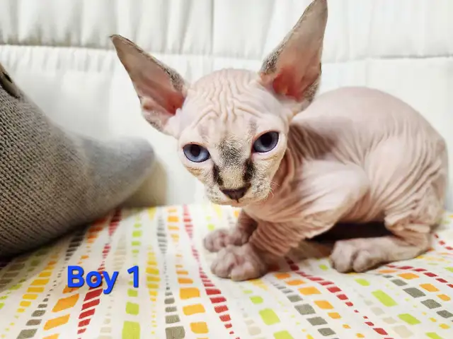 5 Devon Rex x Sphynx Kittens Ready for Their Forever Homes! | Cats ...