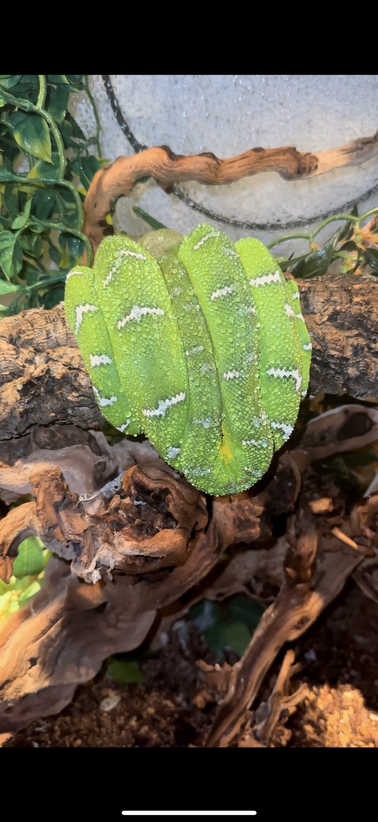 Emerald tree boa(MALE CAPTIVE BRED) | Reptiles & Amphibians for ...