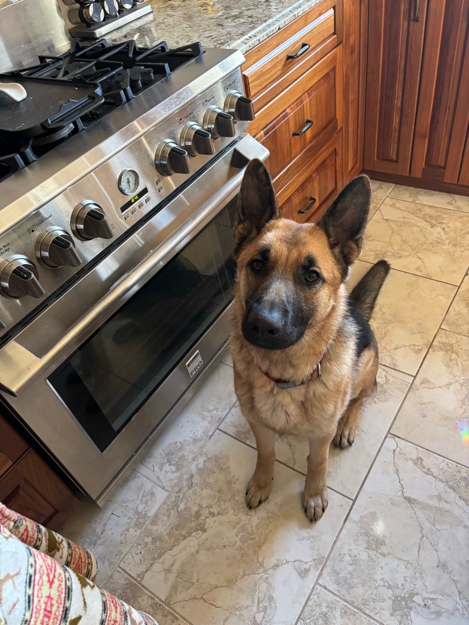 10 month old German Shepherd | Dogs & Puppies for Rehoming | Grande ...