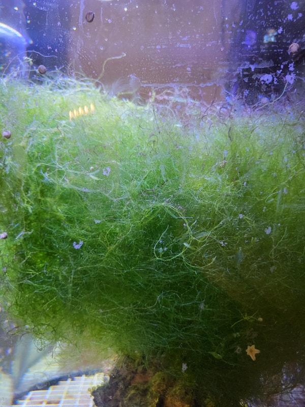 Chaetomorpha Chaeto macro algae Spaghetti Algae | Fish for Rehoming ...