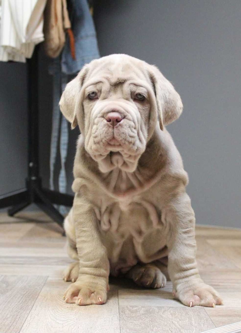 CKC Reg Neapolitan Mastiffs | Dogs & Puppies for Rehoming | Hamilton ...