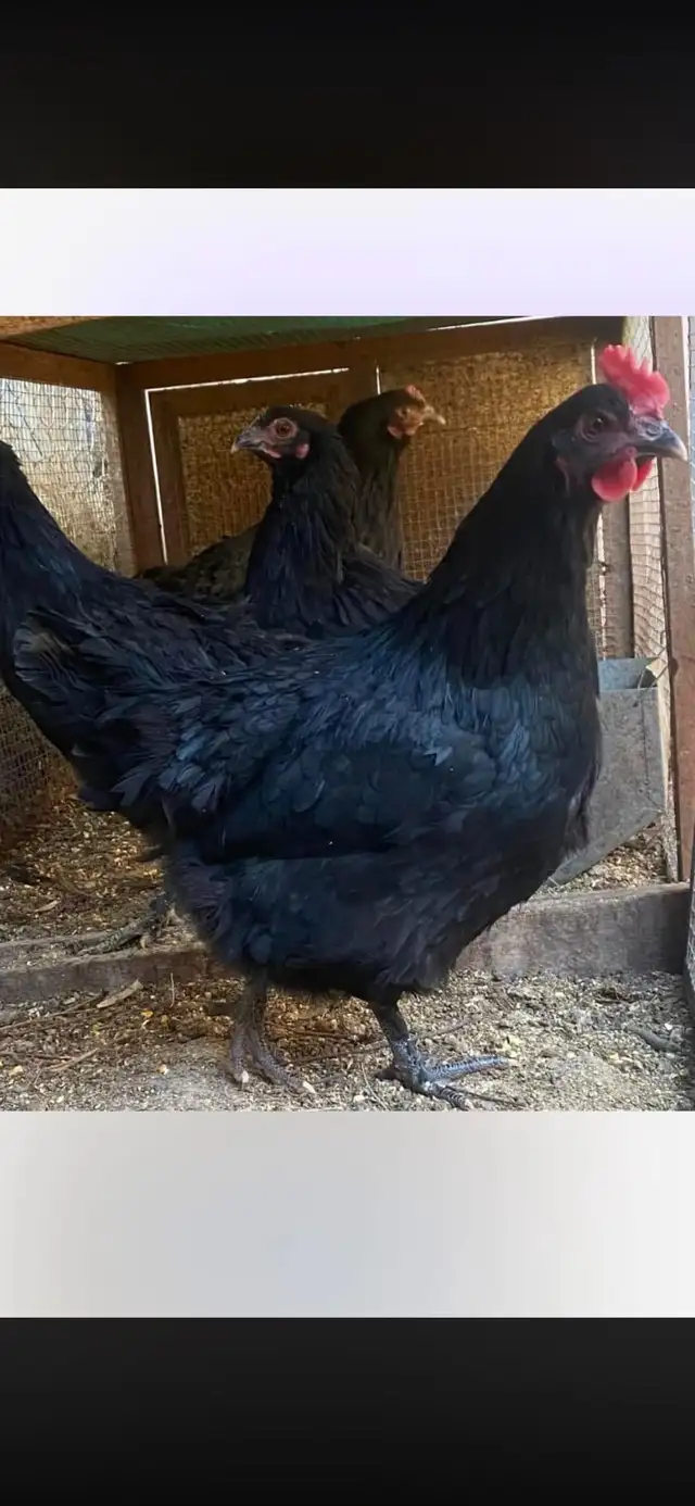 Black Cooper Maran, Easter Egger and Olive Egger Hens | Livestock ...