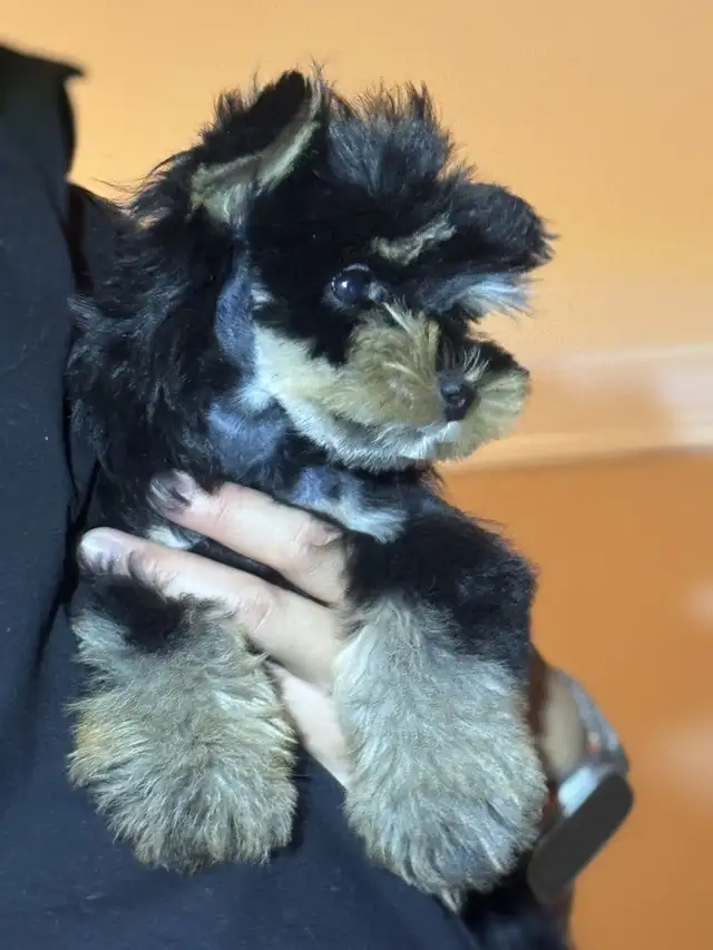 Toy schnauzer puppies looking for new home | Dogs & Puppies for ...