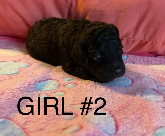 Cockapoo Puppies | Dogs & Puppies for Rehoming | Charlottetown | Free ...
