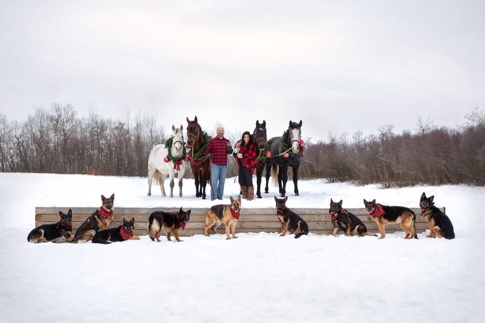 GERMAN SHEPHERD PUPPIES | Dogs & Puppies for Rehoming | Edmonton | Free ...