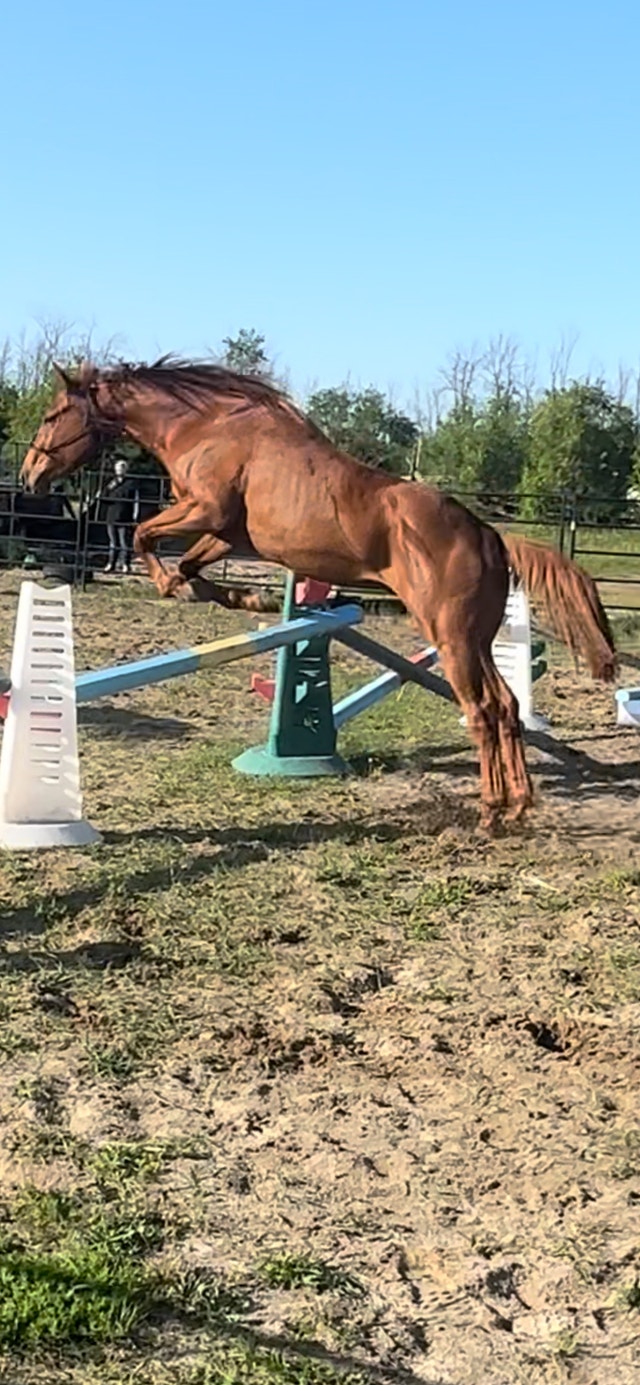 Thoroughbred gelding | Horses & Ponies for Rehoming | Ottawa | Kijiji