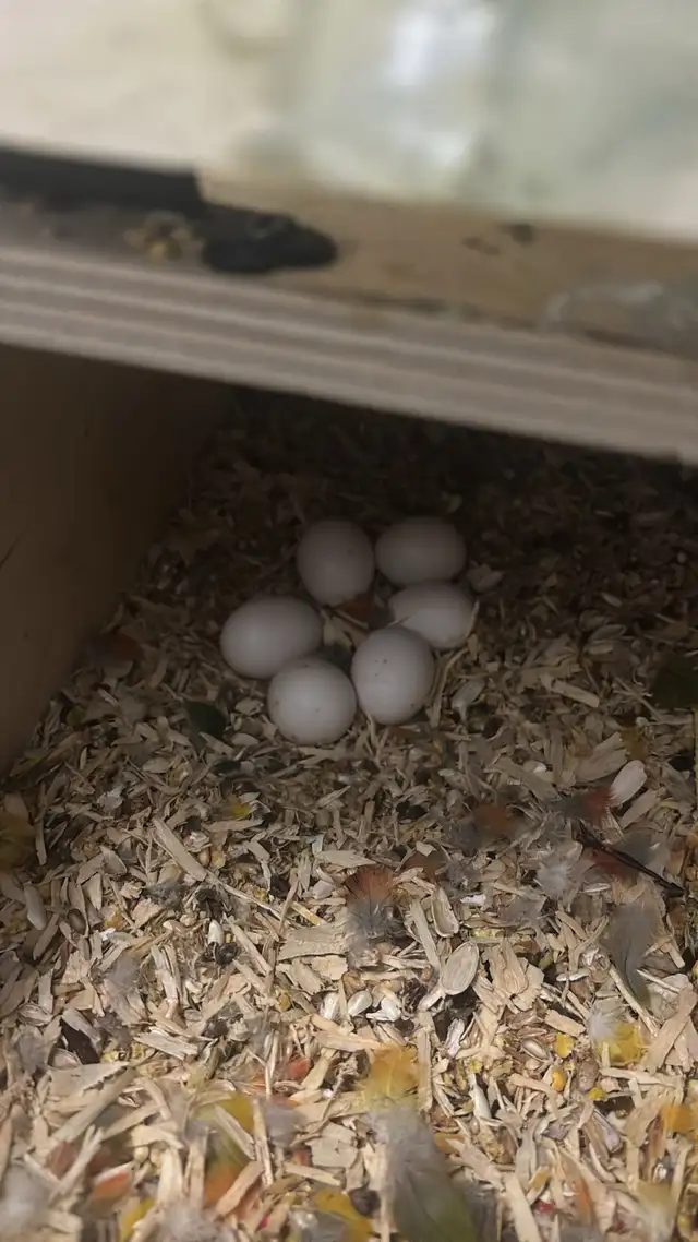 Sun conure breeding pairs | Birds for Rehoming | City of Toronto | Free ...