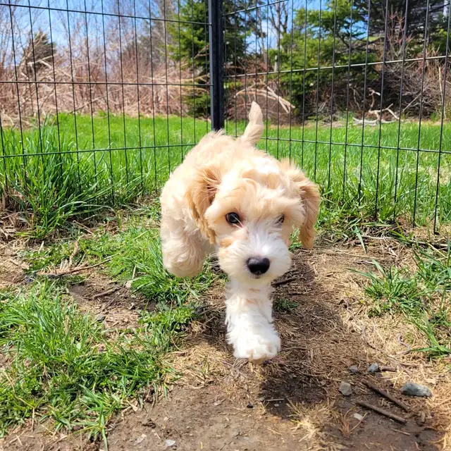 Mini Cockapoo Puppies | Dogs & Puppies for Rehoming | Cape Breton ...